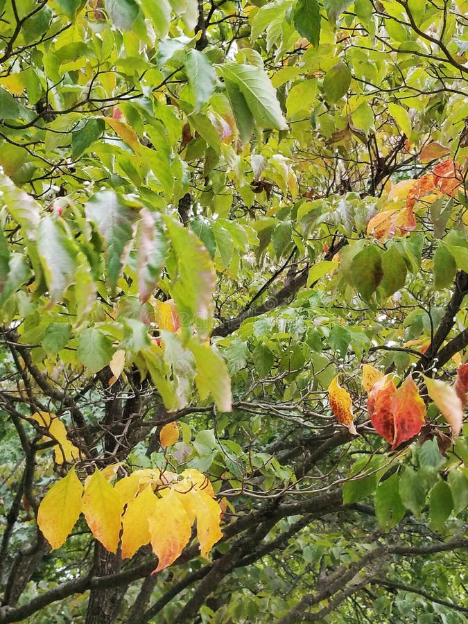 First fall colors stock photo. Image of color, leaves - 100500616