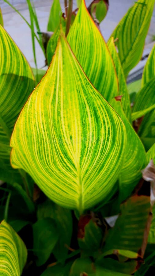 A Nice Leaves Picture in Plant Stock Photo - Image of grass, nice ...