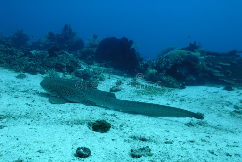 A Picture of a Leopard Shark Stock Image - Image of atoll, maldives ...