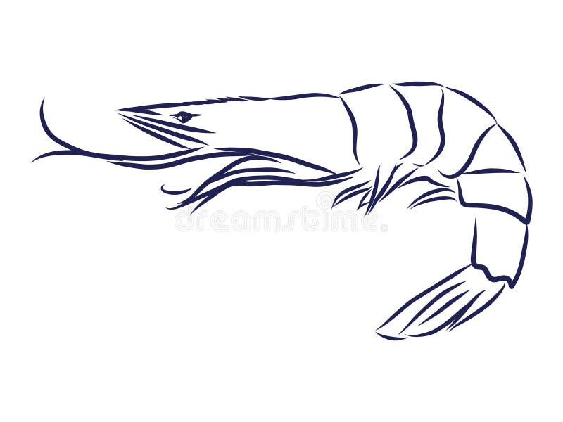 Picture of Live Shrimp. Hand-drawn, Drawing, Line Sketch. Stock Vector ...