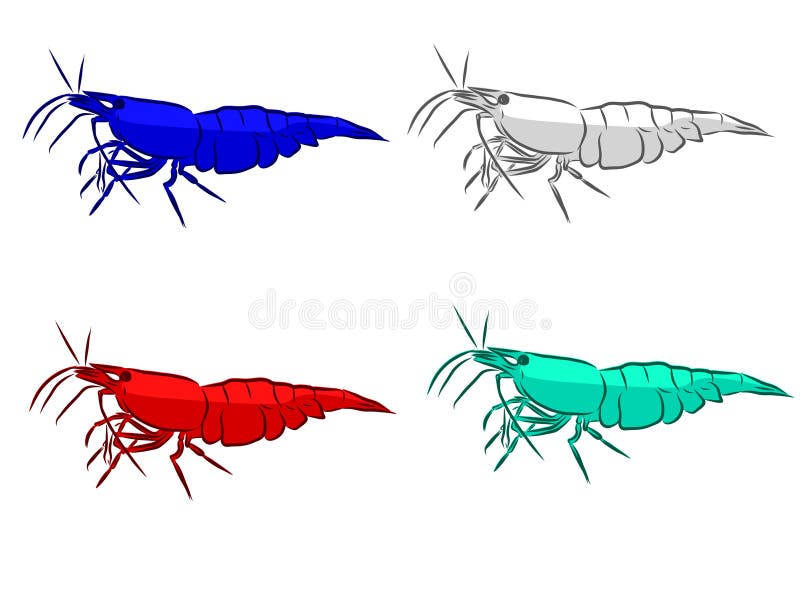 Live Shrimp Stock Illustrations – 320 Live Shrimp Stock Illustrations ...