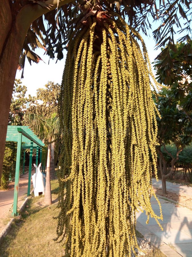 A Picture of Long Leaf Tree. Stock Photo - Image of treen, leafs: 166817142