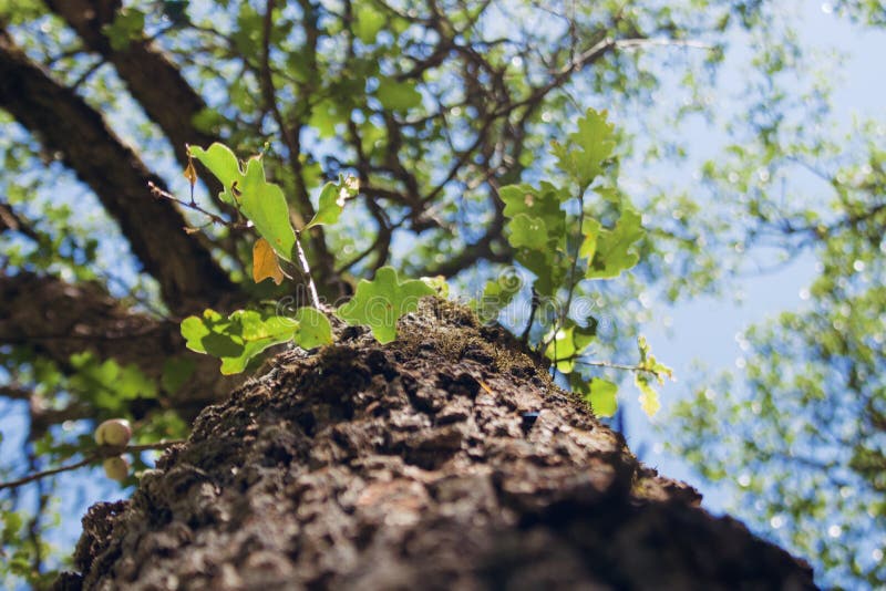 A Picture Looking Up from the Base of an Oak Tree Stock Photo - Image ...