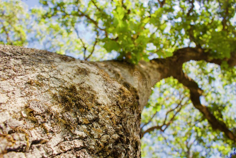 A Picture Looking Up from the Base of an Oak Tree Stock Image - Image ...