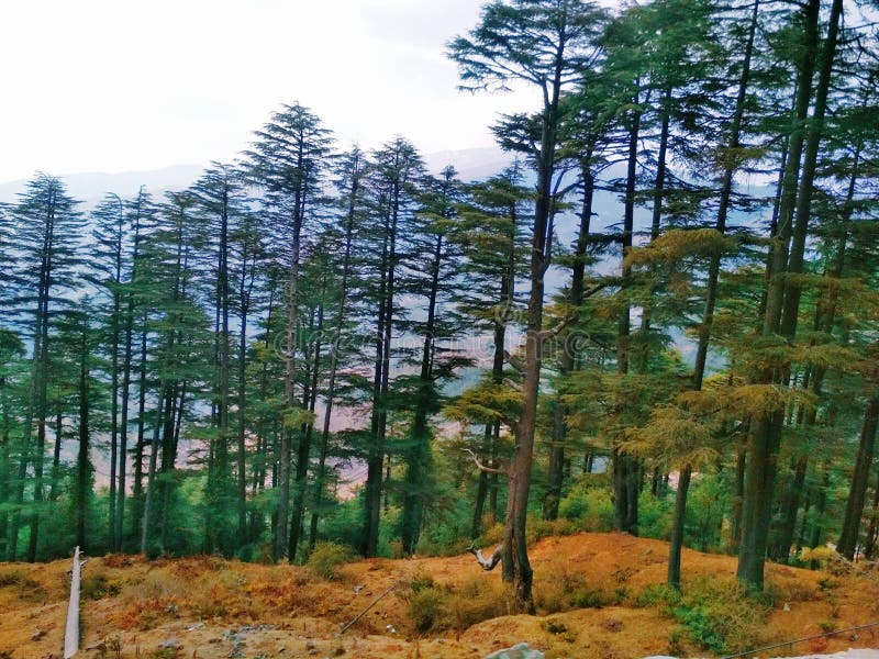 Mountains Covered with Lots of Trees Stock Image - Image of environment ...