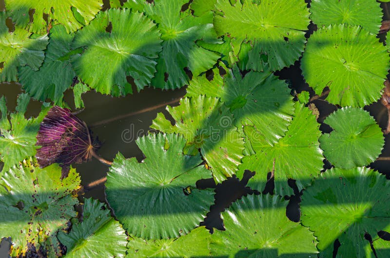 Picture of Lotus Sheets Floating on Water Stock Image - Image of plant ...