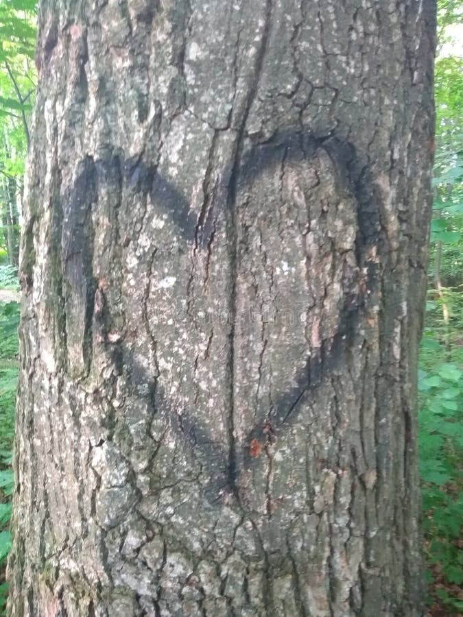 Picture of Love on a Tree. the Black Heart Stock Photo - Image of love ...