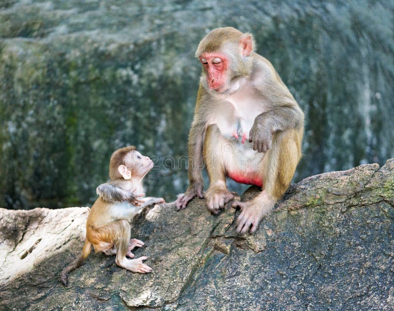 Picture of the Macaque Rhesus Baby Showing Teeth Stock Image - Image of ...