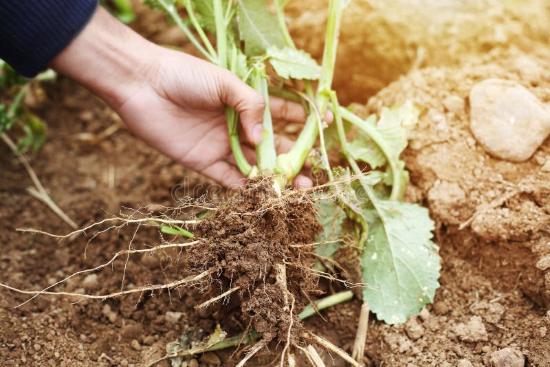 Picture of Man Hand is Holding Roots Stock Image - Image of outdoors ...