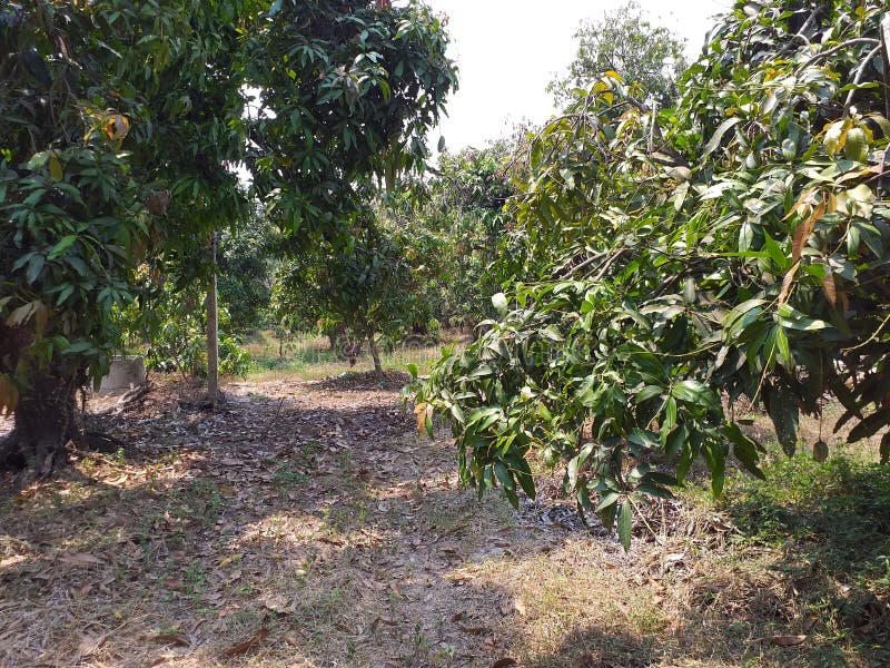 Picture of Mango Garden stock photo. Image of beautiful - 146056574