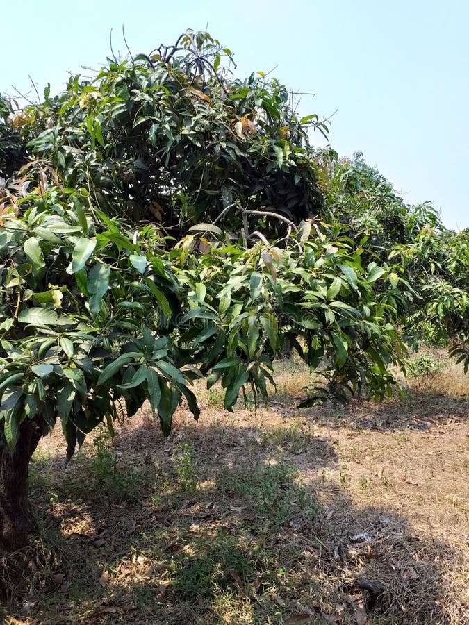 Picture of Mango Garden stock image. Image of tree, backgroud - 146056621