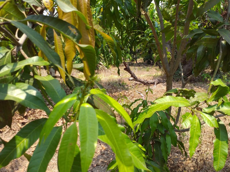 Picture of Mango Garden stock image. Image of backgroud - 146056657