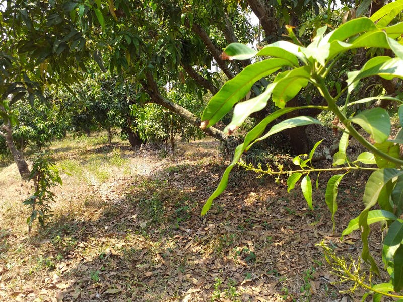 Picture of Mango Garden stock photo. Image of backgroud - 146056724