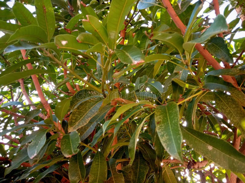 Picture of a Mango Tree in Front of the House Stock Photo - Image of ...