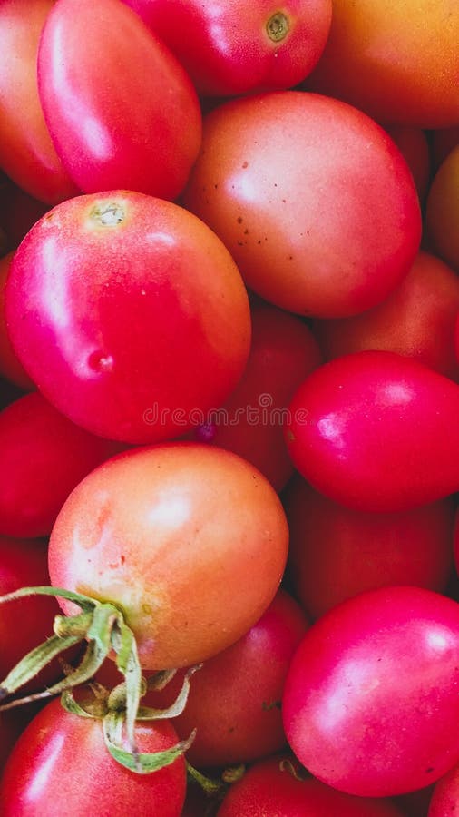 The Picture of Many Tomatoes that are Overlapping. Stock Photo - Image ...
