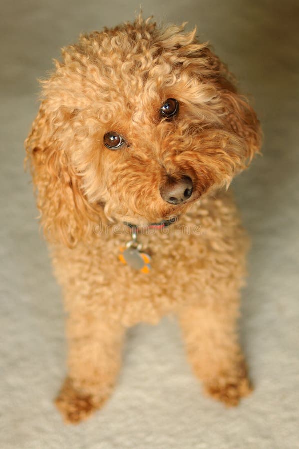 White Bichon Frise and Brown Miniature Poodle Stock Image - Image of ...