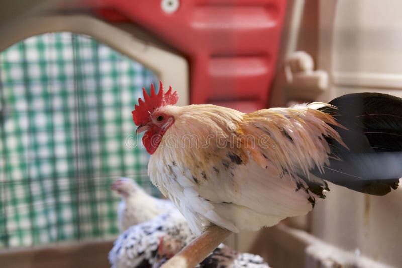 Mini Rooster Posing for the Picture Stock Image - Image of bird ...