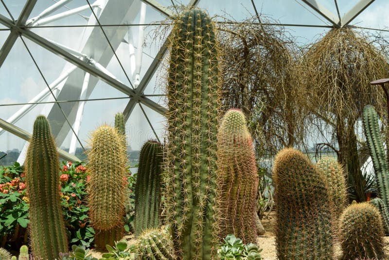 Image of Different Cactus Types Stock Photo - Image of produce, mixed ...