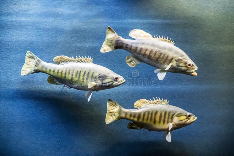 Model Fish on a Blue Wall in a Museum Stock Image - Image of museum ...