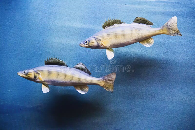 Model Fish on a Blue Wall in a Museum Stock Photo - Image of danger ...