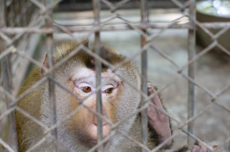 Picture of a Monkey Imprisoned in a Cage Stock Image - Image of ...