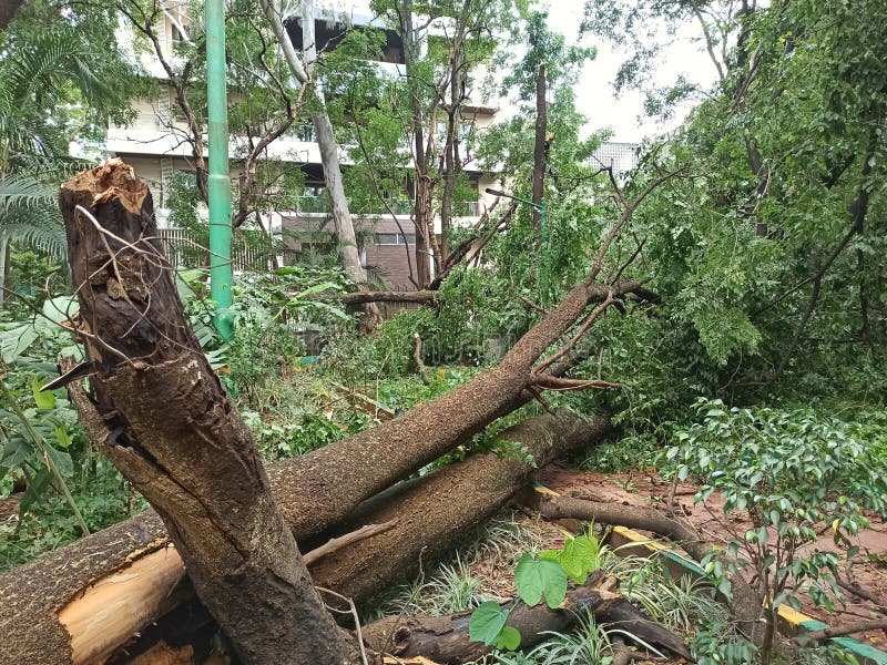 A Picture of Monsoon Rain Destruction Due Tree Fall in the Urban Area ...