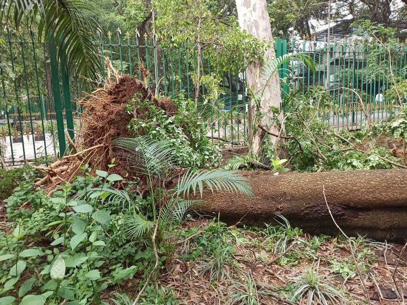 A Picture of Monsoon Rain Destruction Due Tree Fall in the Urban Area ...