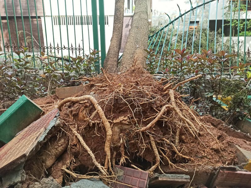 A Picture of Monsoon Rain Destruction Due Tree Fall in the Urban Area ...