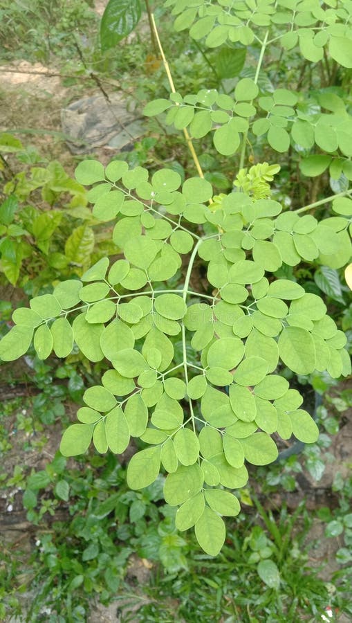 Picture of moringa leaves stock image. Image of moringaleaves - 304311147
