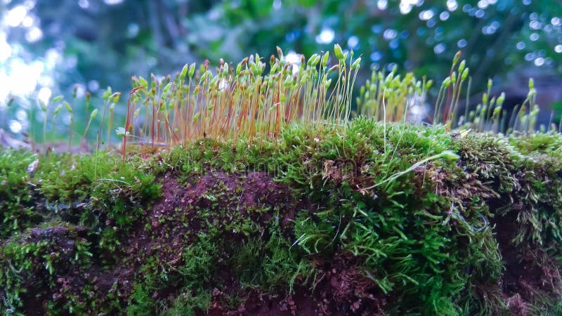 The Picture of Moss on the Picture Stock Image - Image of brick, moss ...