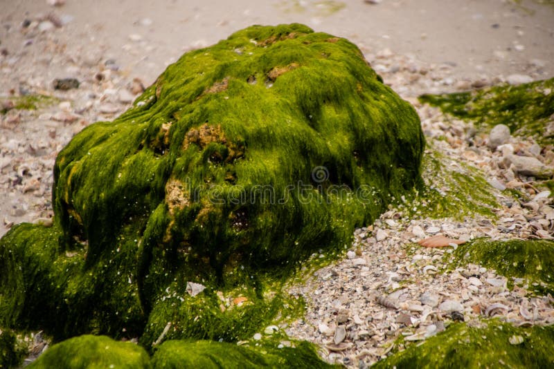 Mossy rocks on the beach stock photo. Image of beach - 174084284