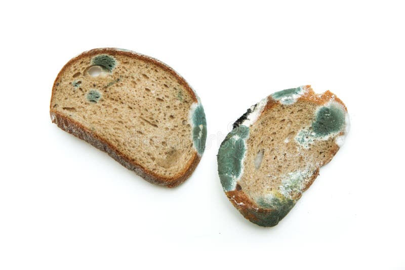 The Picture of a Mouldy Bread Stock Photo - Image of mold, mildewed ...