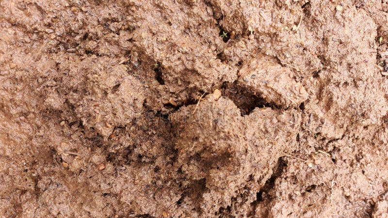 Mud texture stock photo. Image of texture, ground, dirt - 113065002
