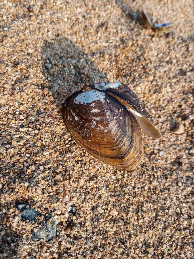 This is the Picture of Mussel. Stock Image - Image of invertebrate ...