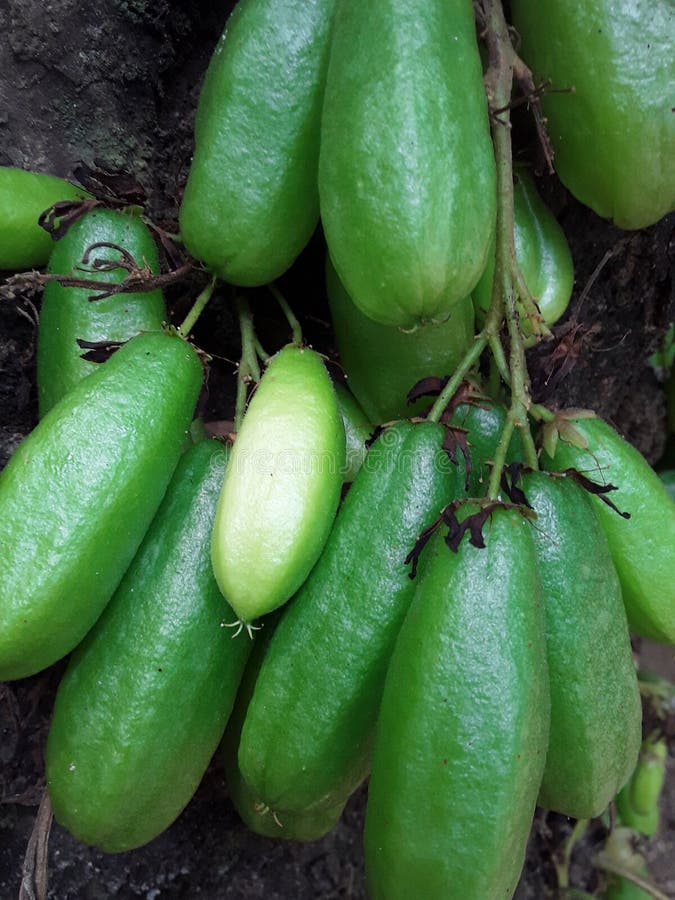 S Denuwan (Salhan990526) - Photographer profile