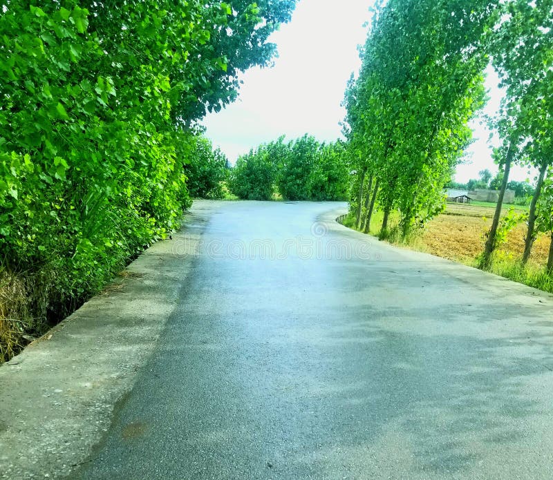 Picture of the Noon stock photo. Image of sunlight, green - 182875296