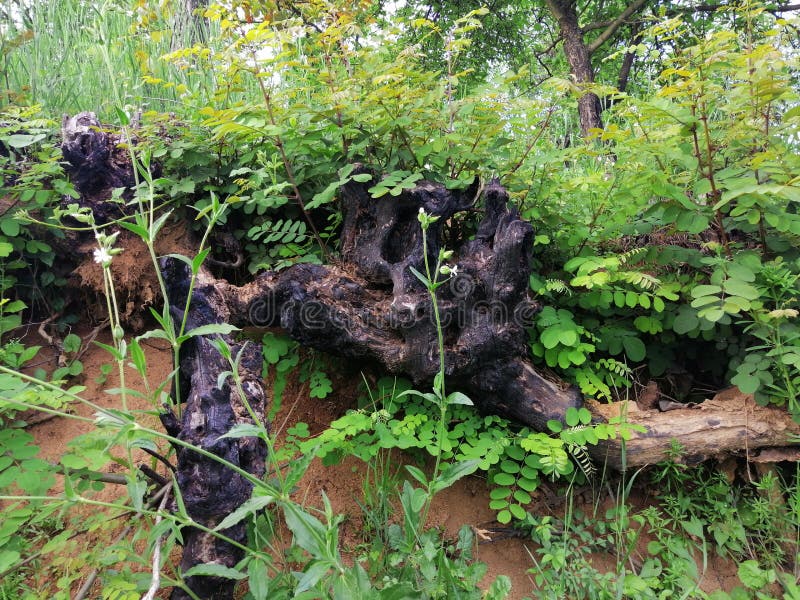 Old burned tree roots stock photo. Image of tree, burned - 148276656