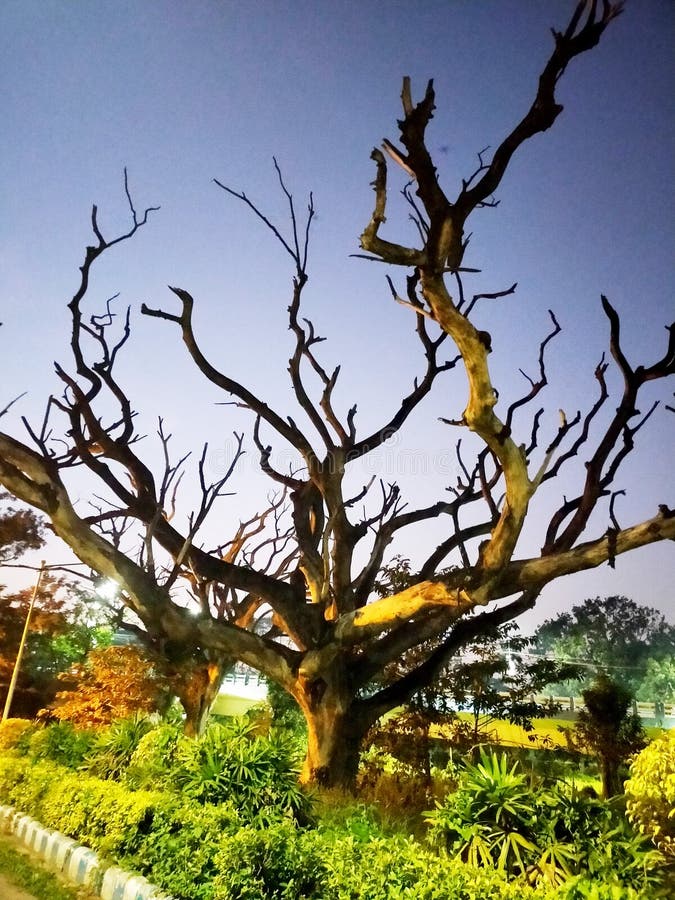 Picture of an Old Dried Tree Editorial Stock Photo - Image of rabindra ...