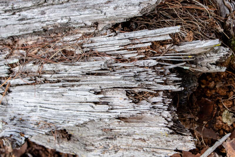 Fallen log stock photo. Image of bark, tree, trunk, brown - 137787648