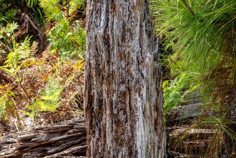 Fallen Log Stock Images - Download 5,190 Royalty Free Photos