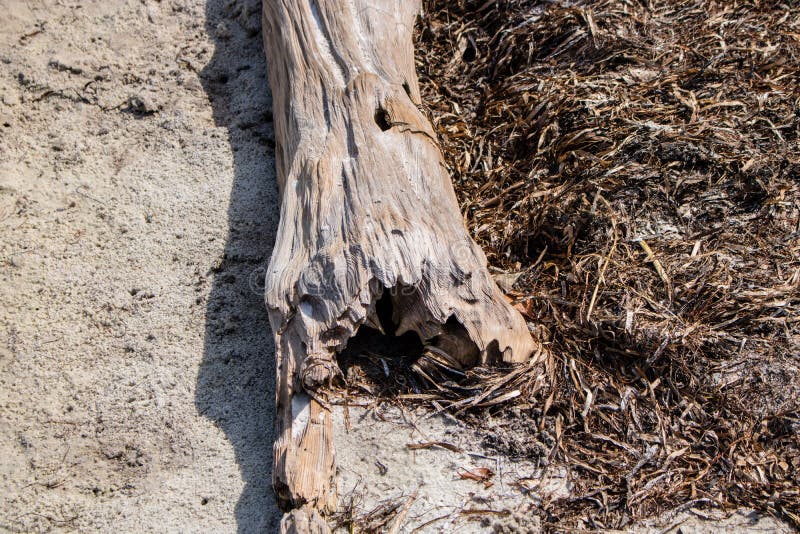 Fallen Log Stock Images - Download 5,190 Royalty Free Photos