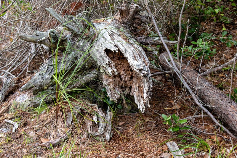 Fallen Log Stock Images - Download 5,190 Royalty Free Photos