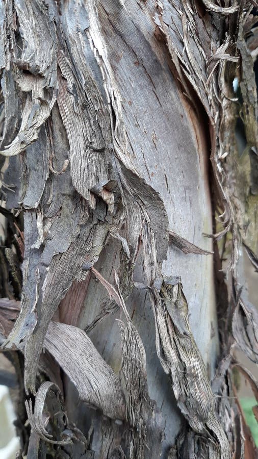 Old gapes bark tree stock image. Image of grapes, bark - 113306855