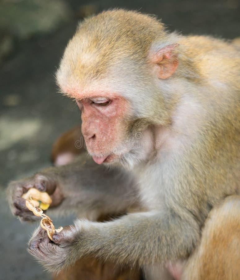 Portrait Of Rhesus Macaque Eating Stock Photo - Image of monkey, macaca ...