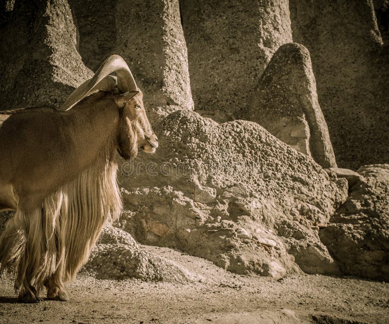 Old goat stock image. Image of animal, head, landscapes - 30261855