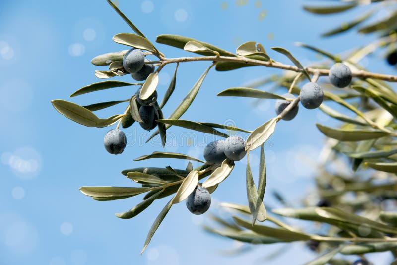 Picture of a olive tree stock image. Image of tree, breakfast - 95108753