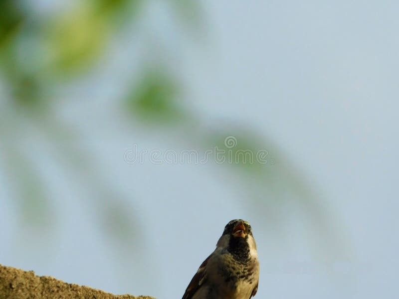 Singing bird stock photo. Image of birds, beauty, singing - 103154308