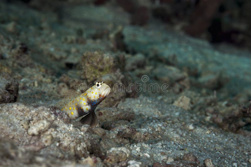 A Picture of an Orange Spotted Shrimp Goby Stock Photo - Image of tank ...