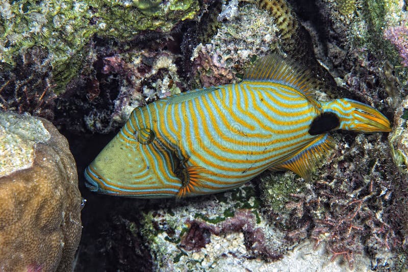 A Picture of an Orangestriped Triggerfish Stock Photo - Image of orange ...