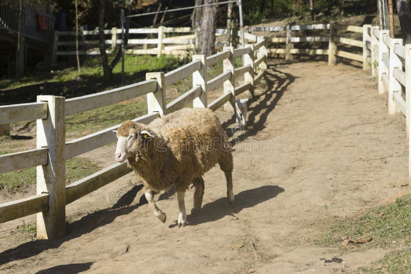 Picture of a pack of sheep stock photo. Image of action - 111896042